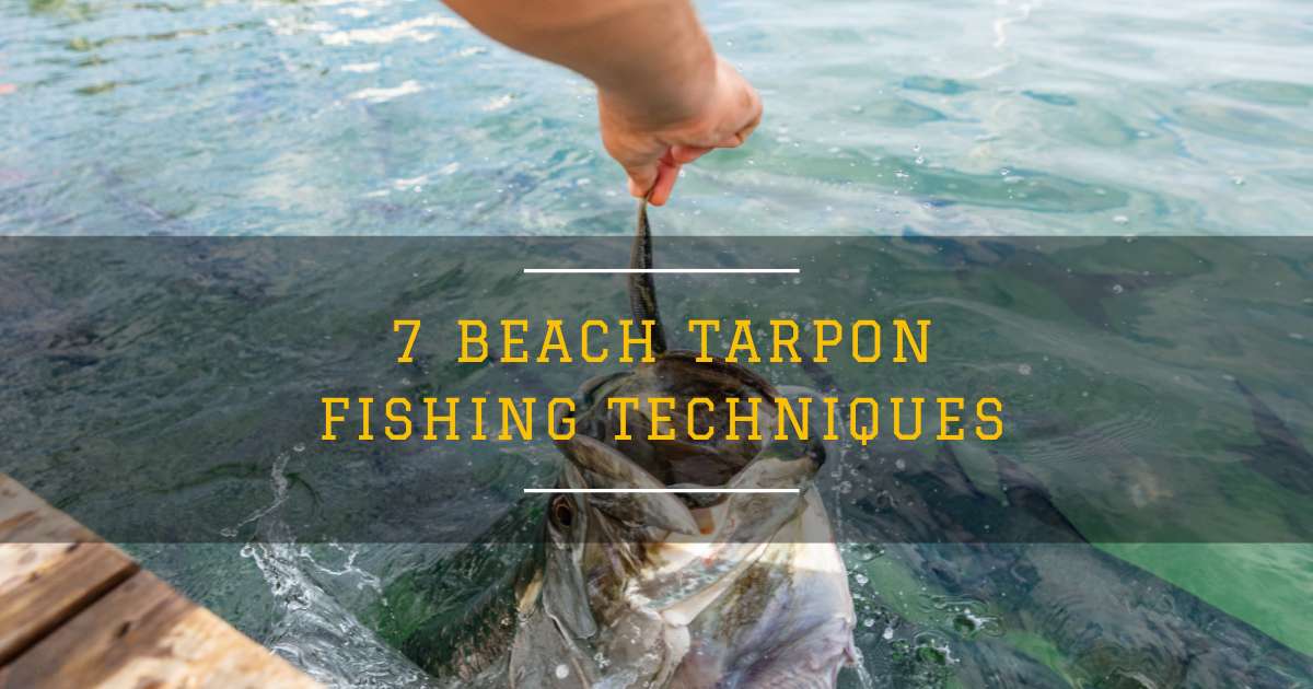 7 Beach Tarpon Fishing Techniques - Yellow Bird Fishing Products
