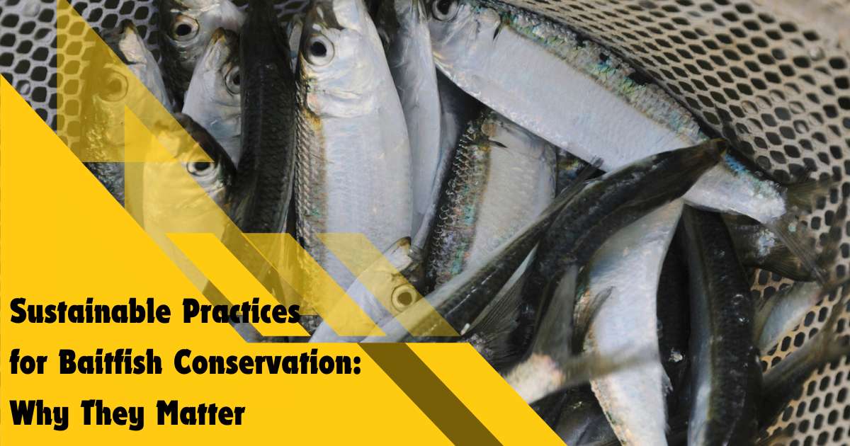 Sustainable Practices for Baitfish Conservation: Why They Matter ...