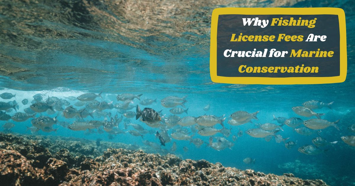 Why Fishing License Fees Are Crucial for Marine Conservation - Yellow ...