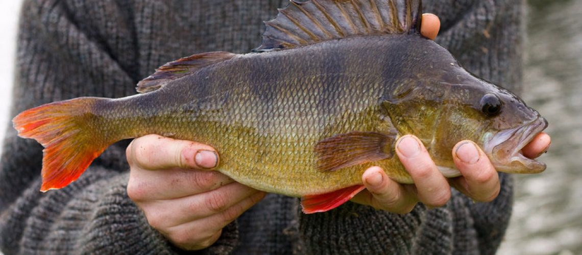 Perch Fishing In The Fall - Yellow Bird Fishing Products